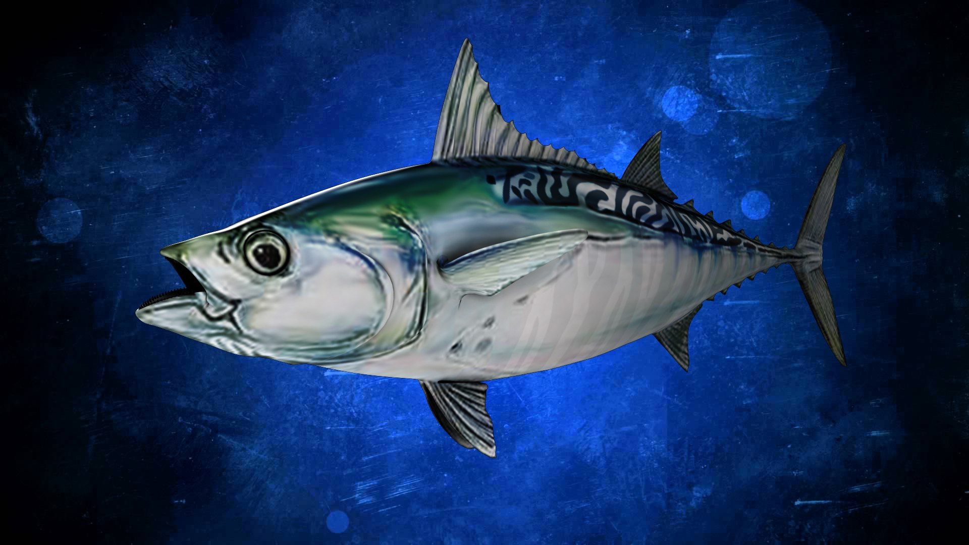 3d Bonito Fish