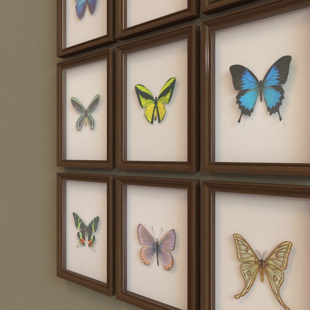 3d Model Framed Butterfly