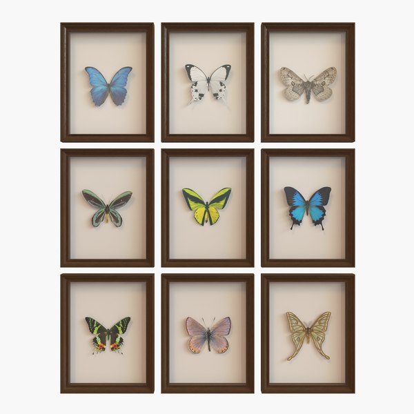 3d model framed butterfly