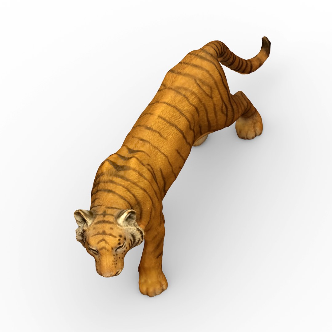 3d Bengal Tiger Model