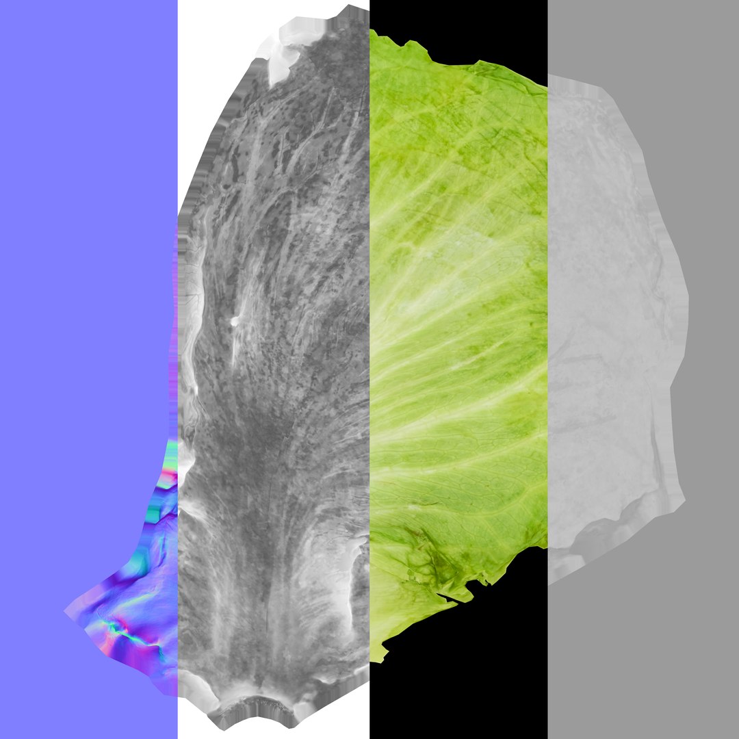 3D Lettuce and Lettuce Leaf Collection 02 - 2 models - TurboSquid 1876526