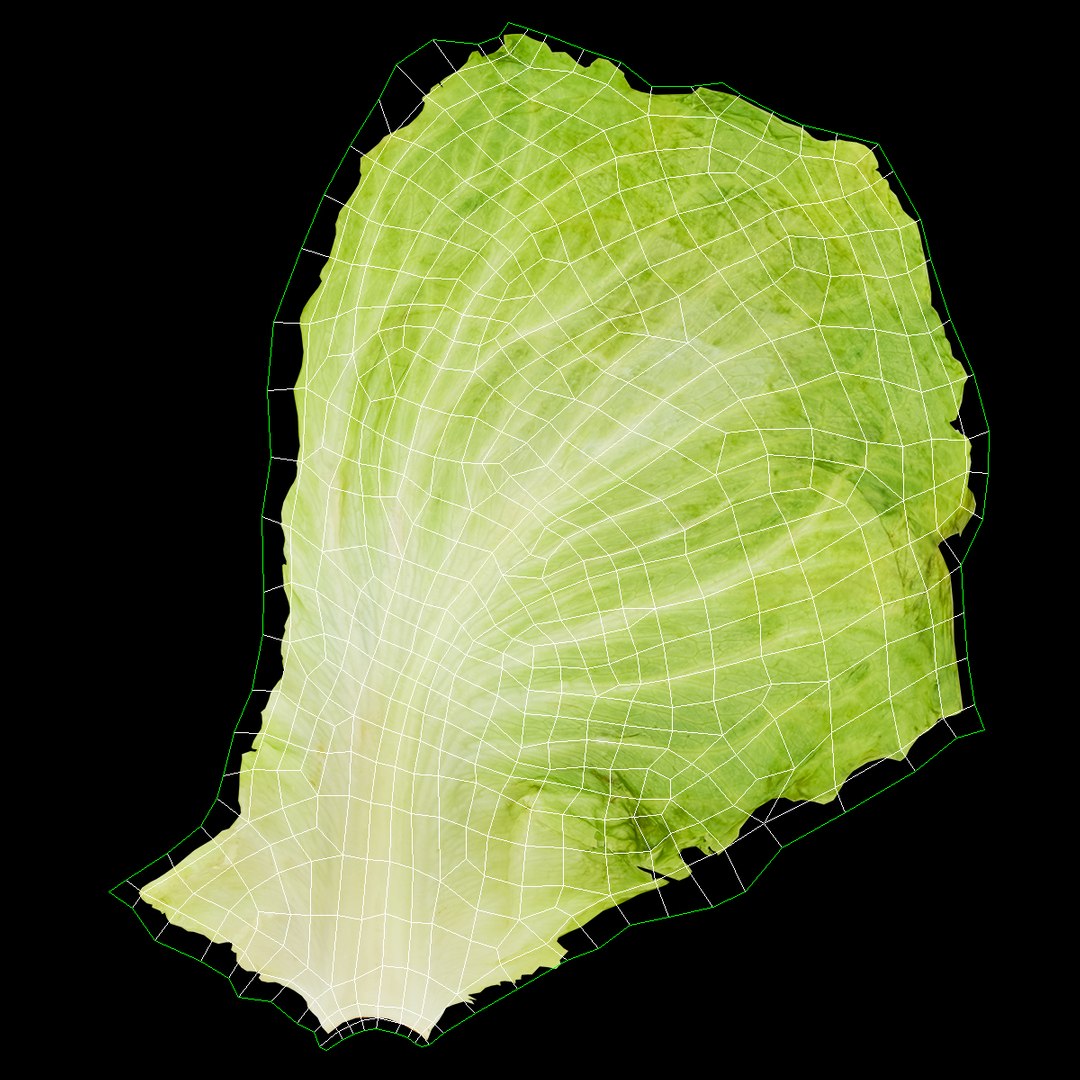 3D Lettuce and Lettuce Leaf Collection 02 - 2 models - TurboSquid 1876526