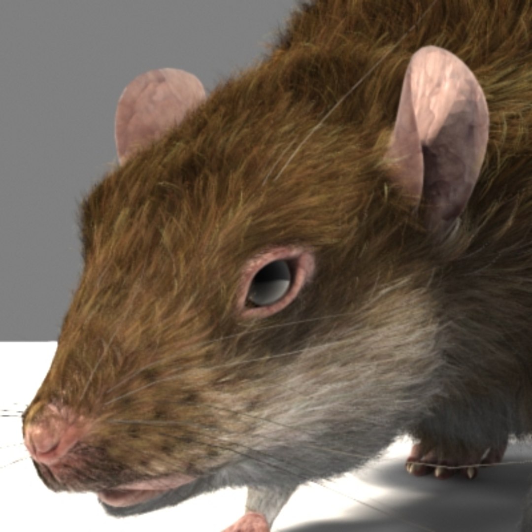 3d Talking Rat