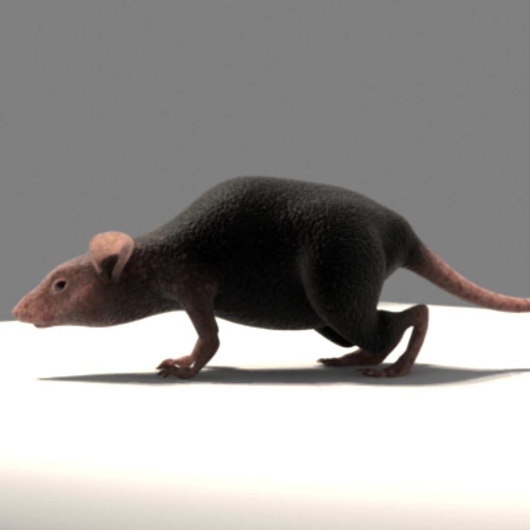 3d Talking Rat