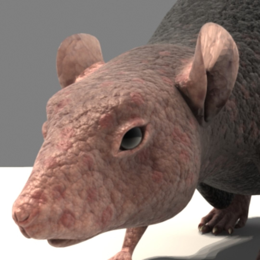 3d Talking Rat