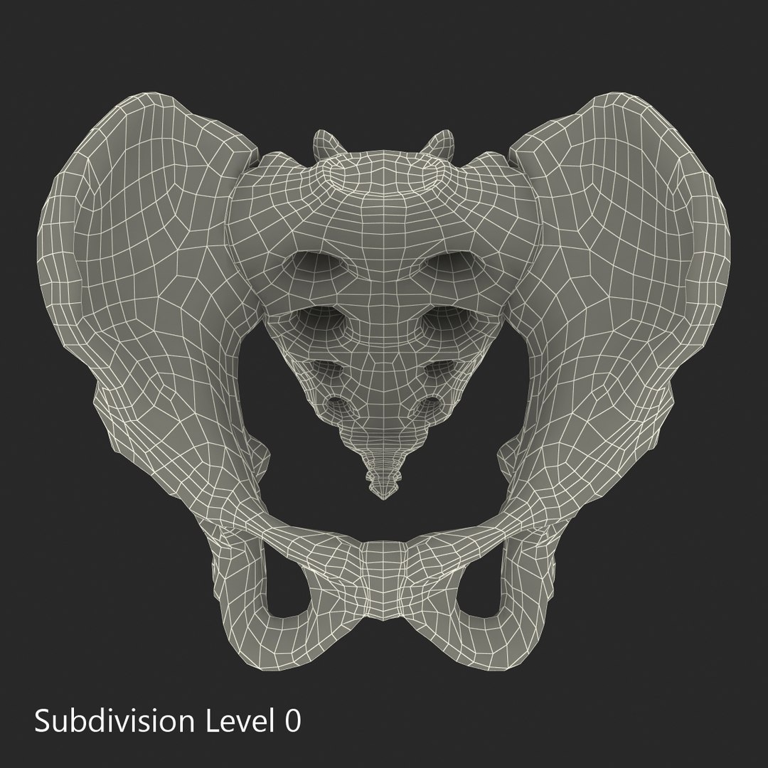 3d model of male pelvis skeleton