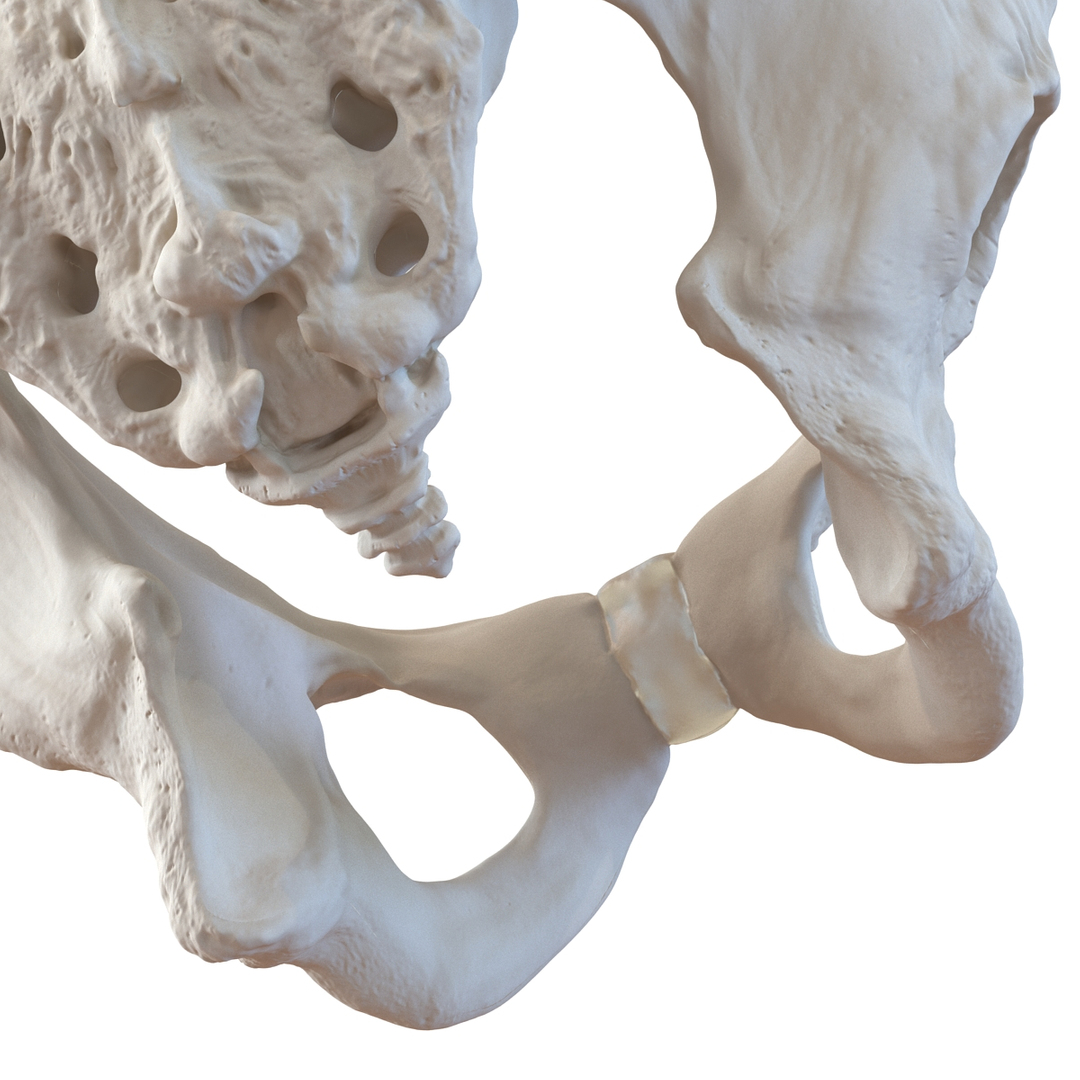 3d model of male pelvis skeleton