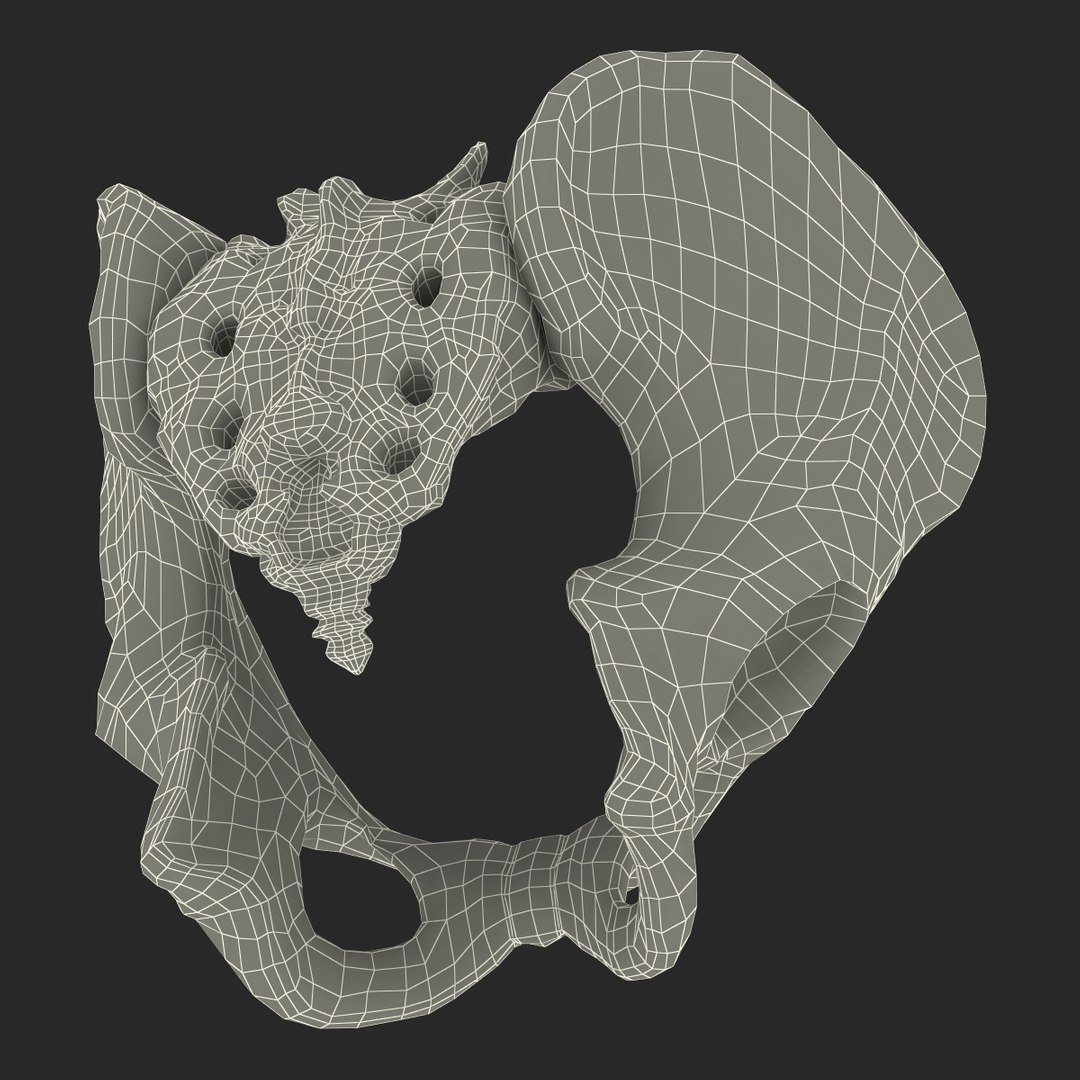 3d model of male pelvis skeleton