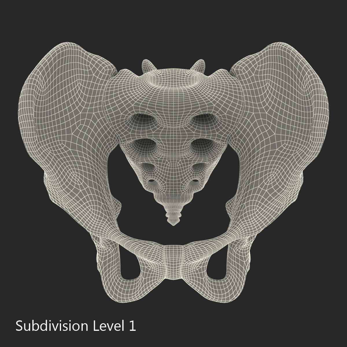 3d model of male pelvis skeleton