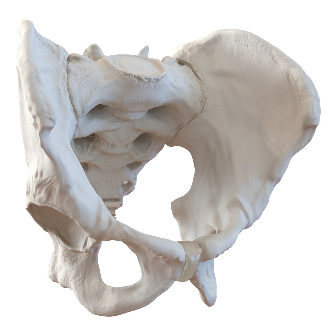 3d Model Of Male Pelvis Skeleton