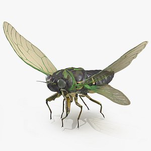 Invertebrate 3D Models for Download | TurboSquid