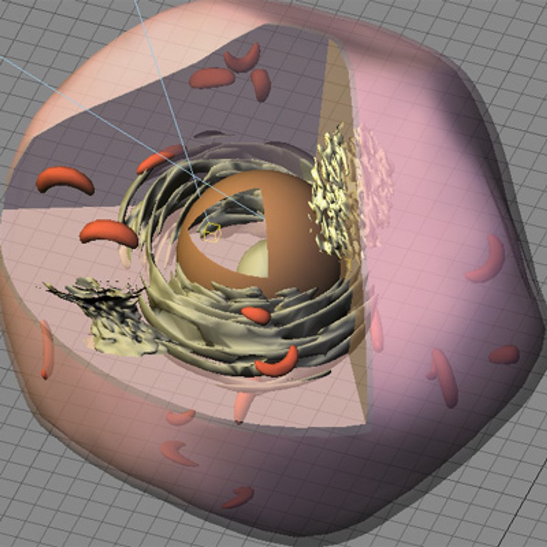 Cell 3d Model
