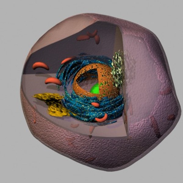 cell 3d model