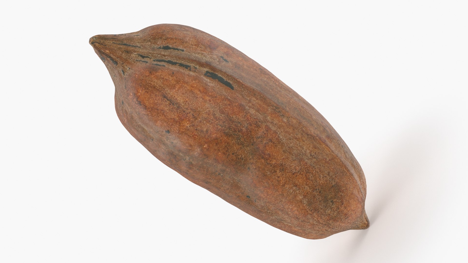 Pecan Shell 01 3D model - TurboSquid 1976606