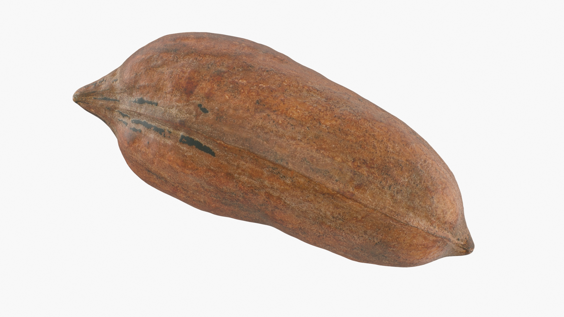 Pecan Shell 01 3D model - TurboSquid 1976606