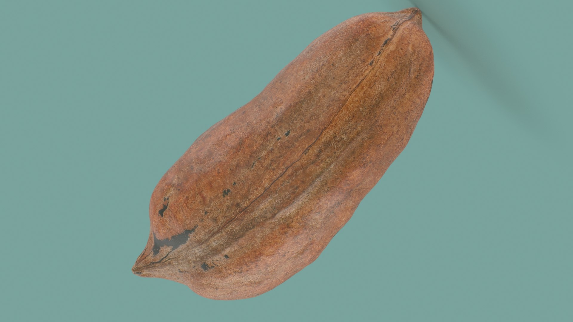 Pecan Shell 01 3D model - TurboSquid 1976606