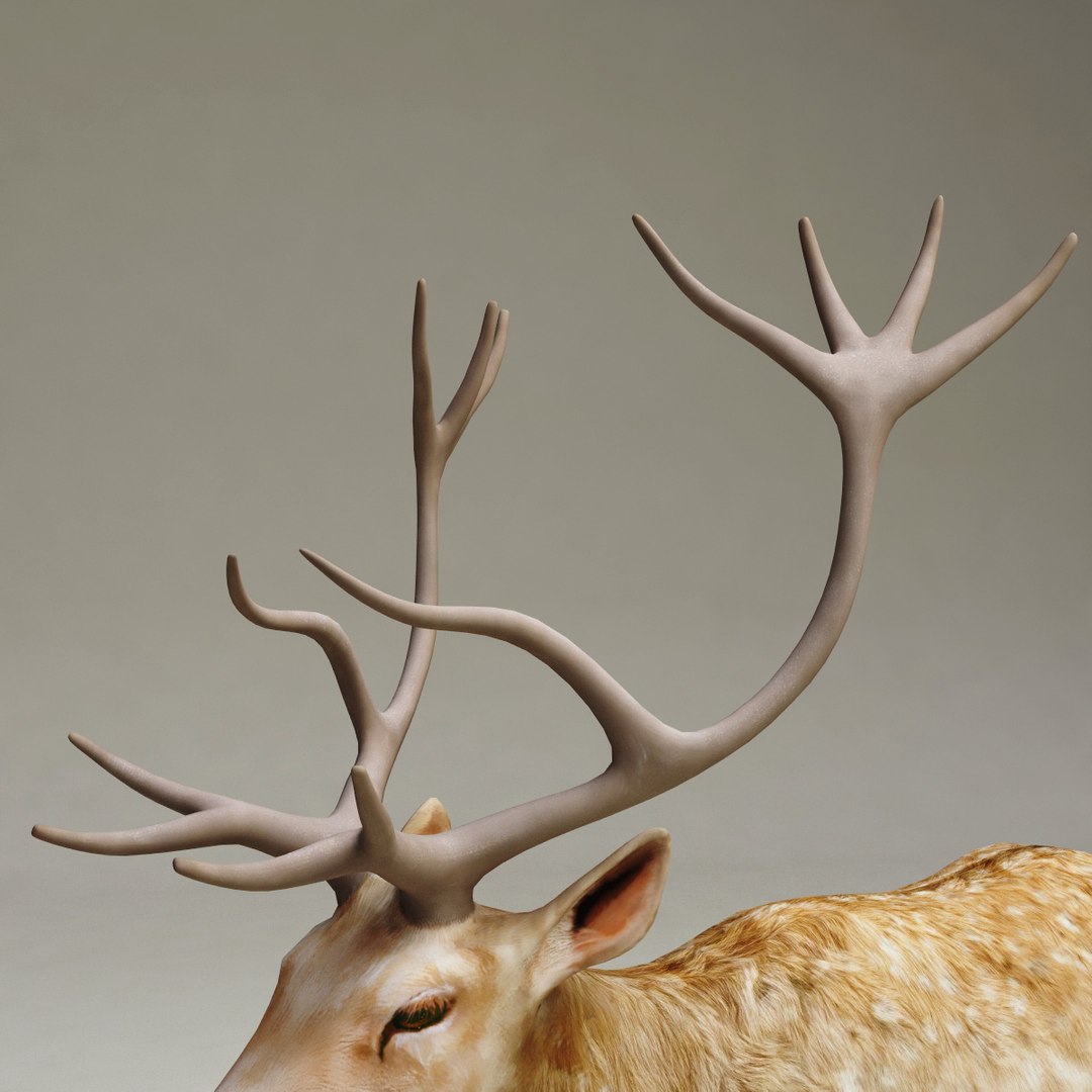Deer V2 3d Model
