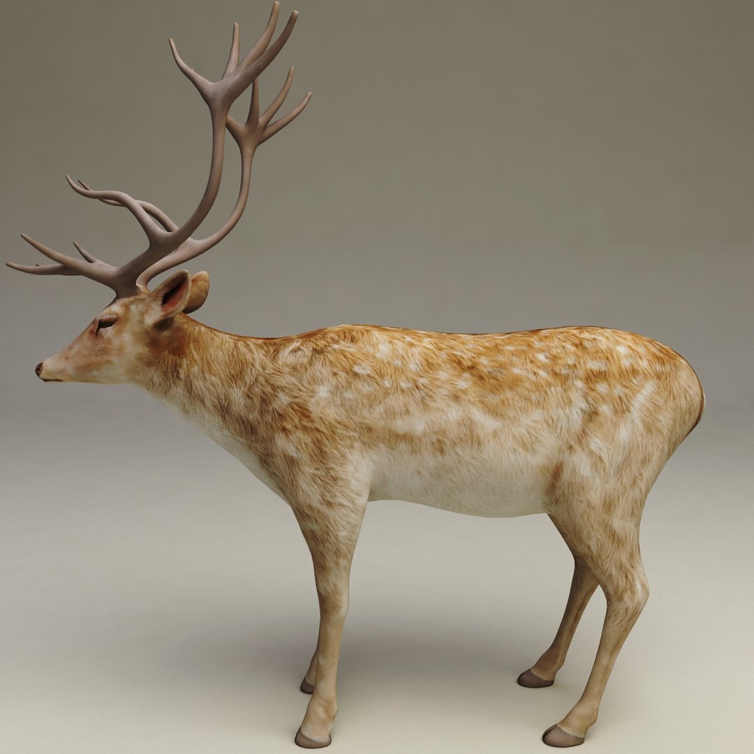 Deer V2 3d Model