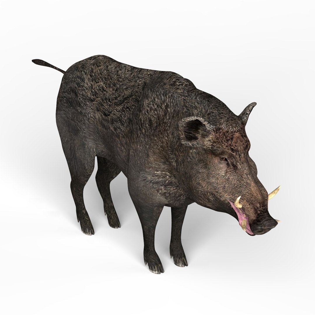 3D Boar Materials Pbr - TurboSquid 1508544