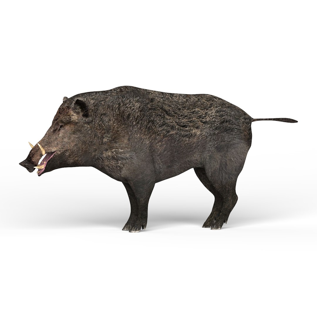 3D Boar Materials Pbr - TurboSquid 1508544