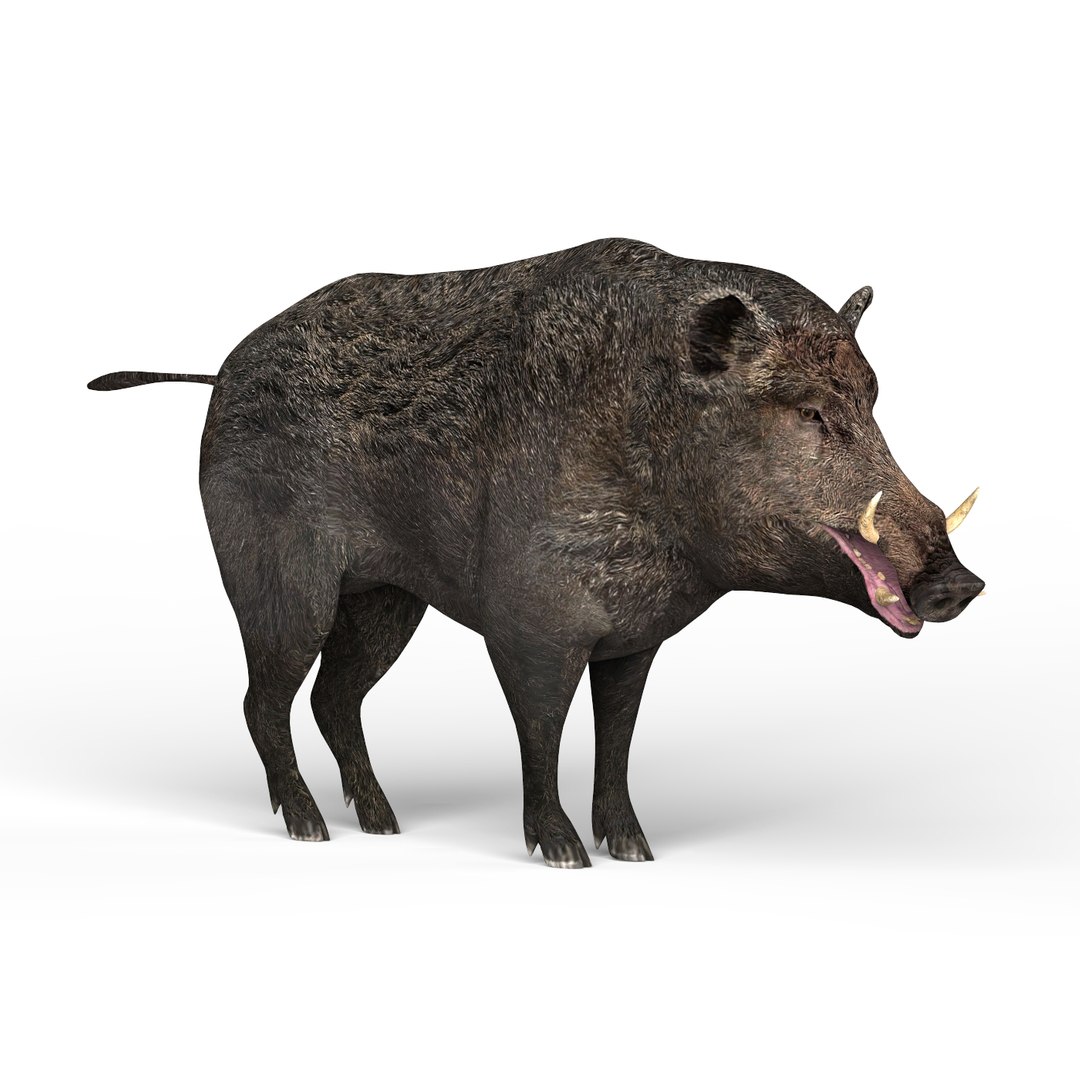 3D Boar Materials Pbr - TurboSquid 1508544