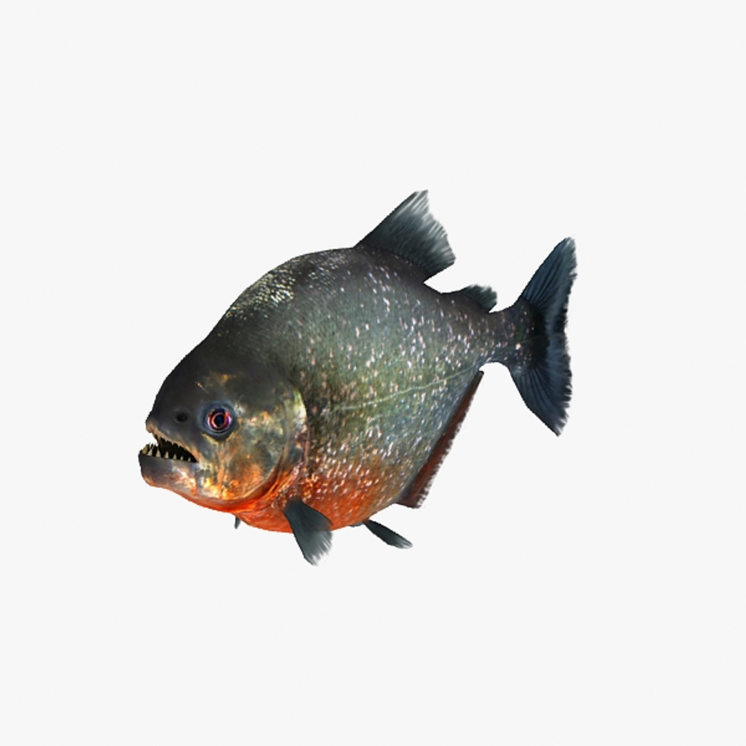 3d Piranha Cheetah3d Model