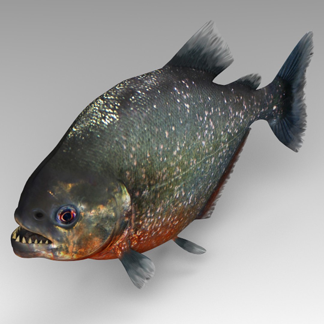 3d Piranha Cheetah3d Model