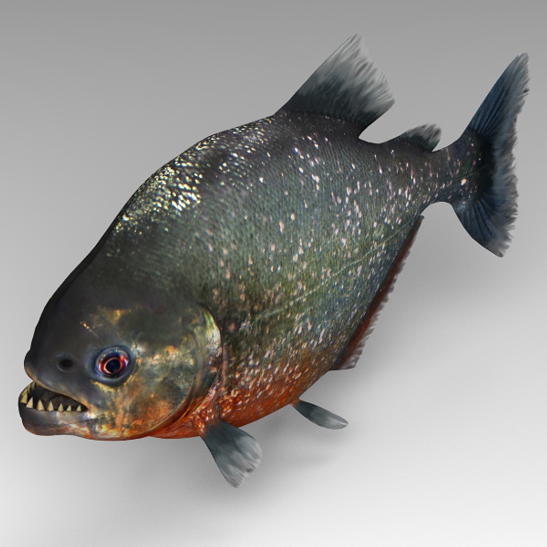 3d piranha cheetah3d model