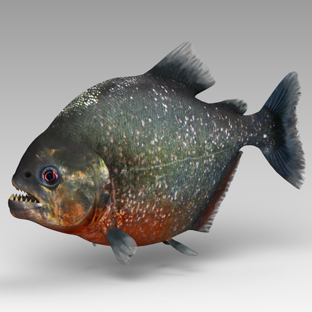 3d Piranha Cheetah3d Model