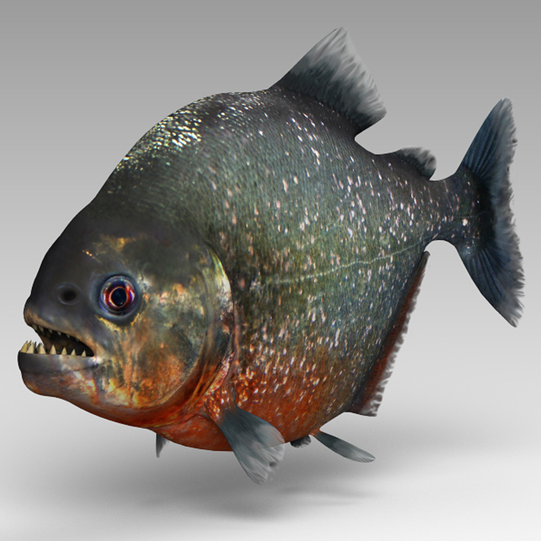 3d piranha cheetah3d model