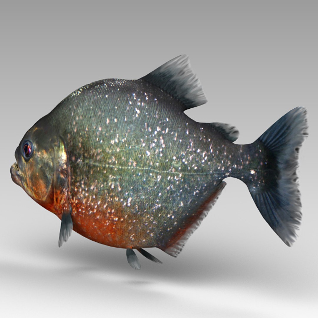 3d Piranha Cheetah3d Model