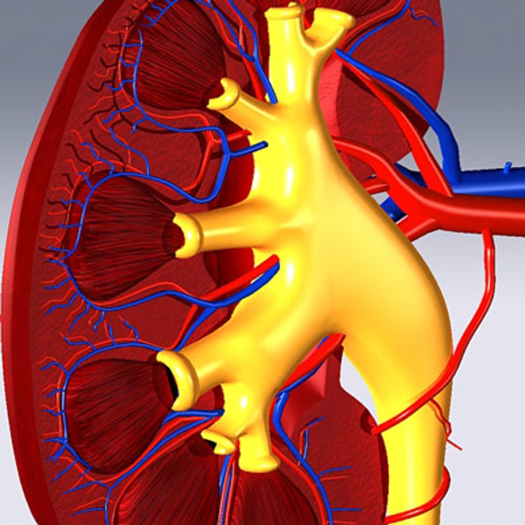 human kidney organs max