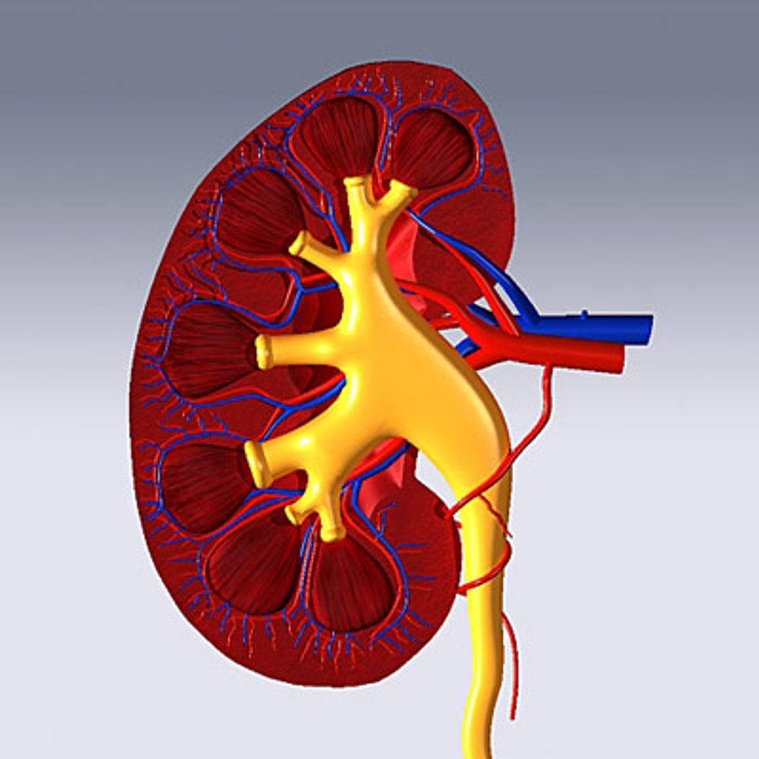 human kidney organs max