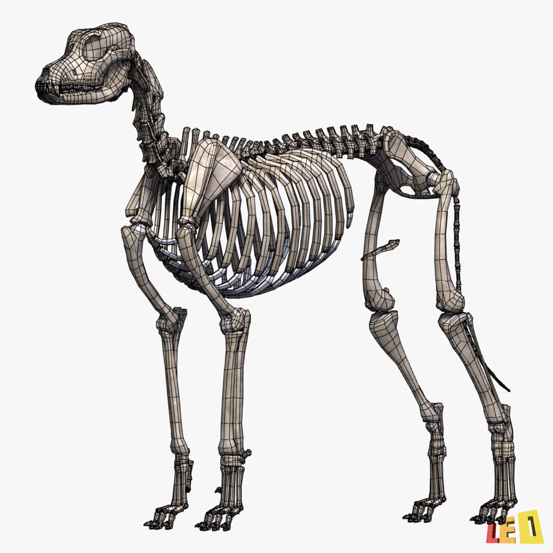 Dog Skeleton 3d 3ds