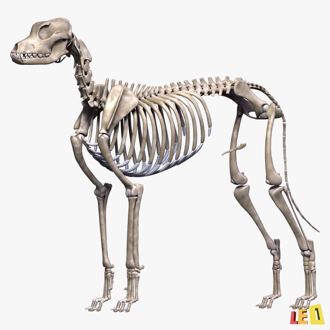 Dog Skeleton 3d 3ds