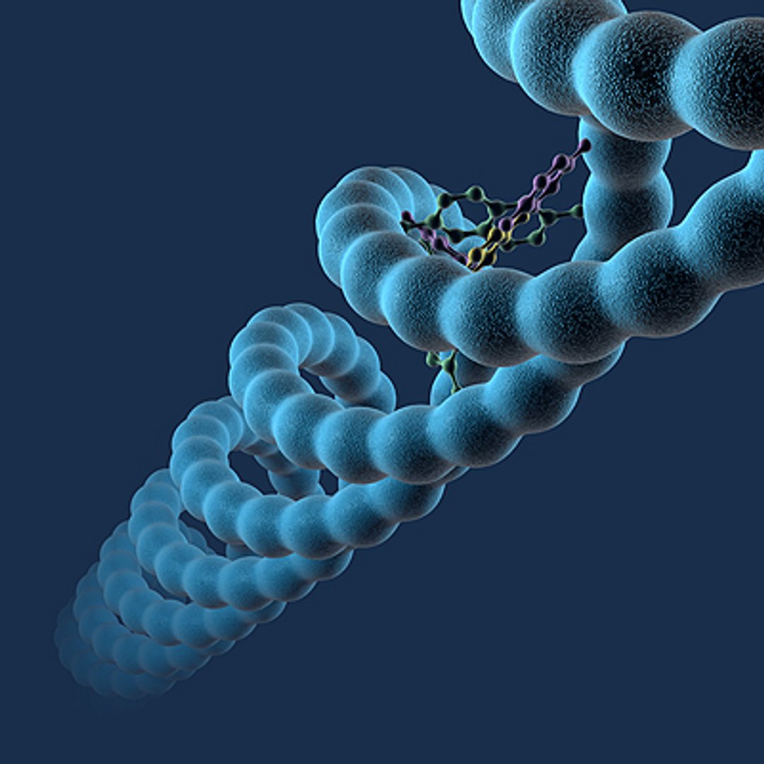 Dna Double Helix 3d Model