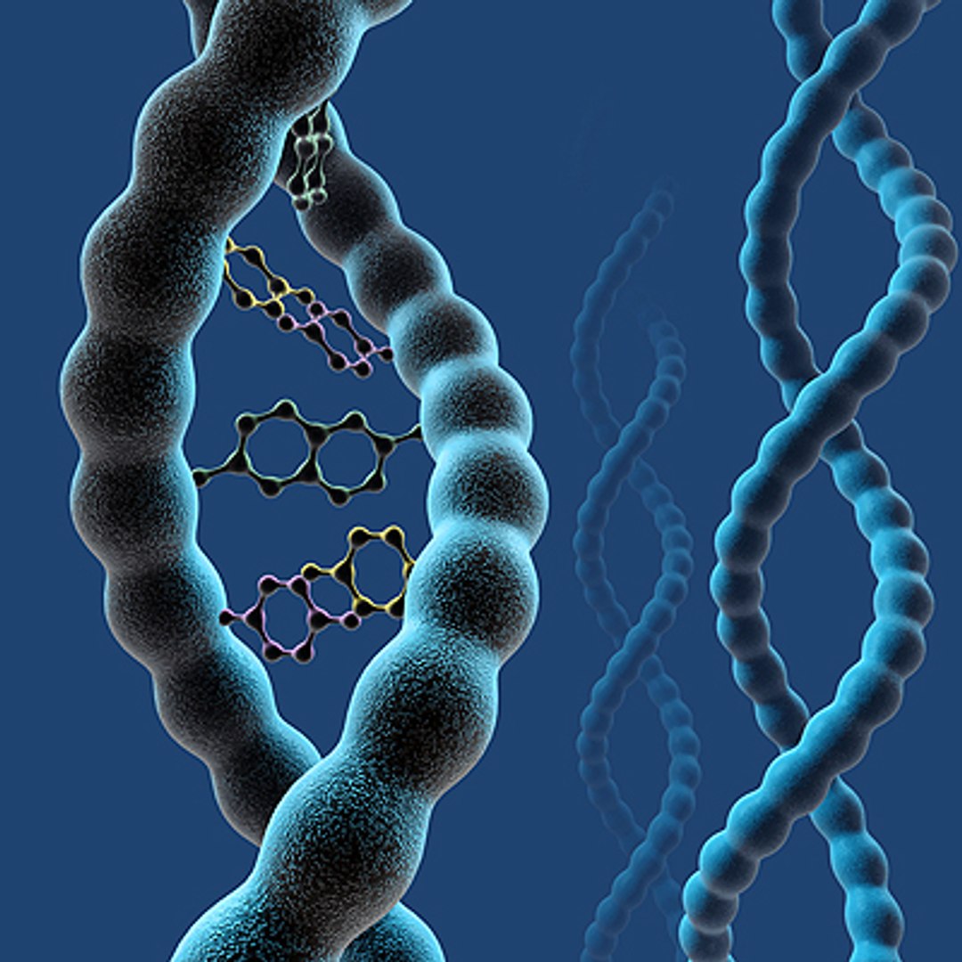 Dna Double Helix 3d Model