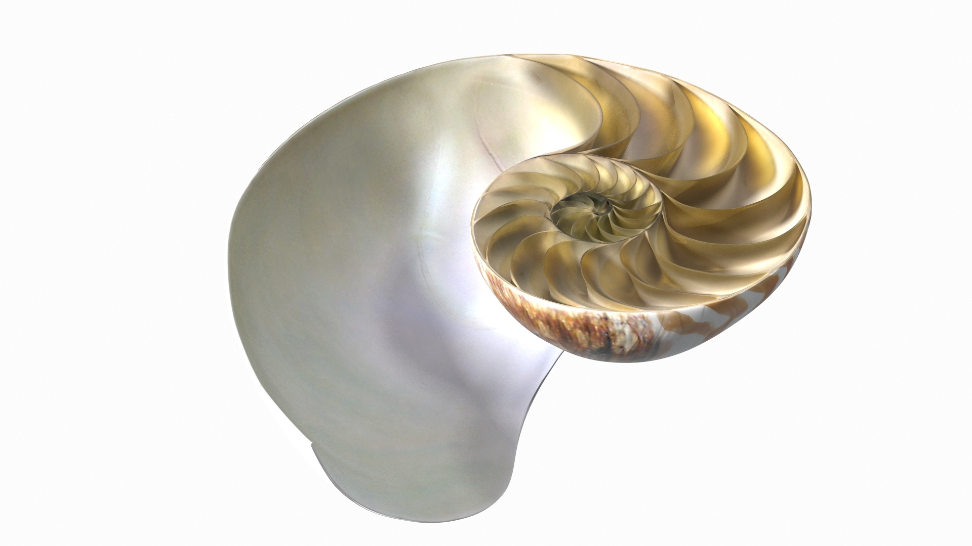 Nautilus Shell Slice model - TurboSquid 1872915