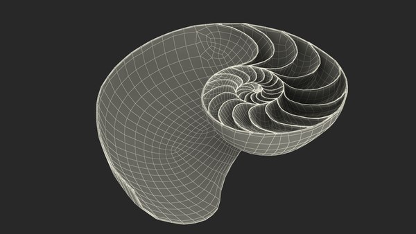 Nautilus Shell Slice model - TurboSquid 1872915