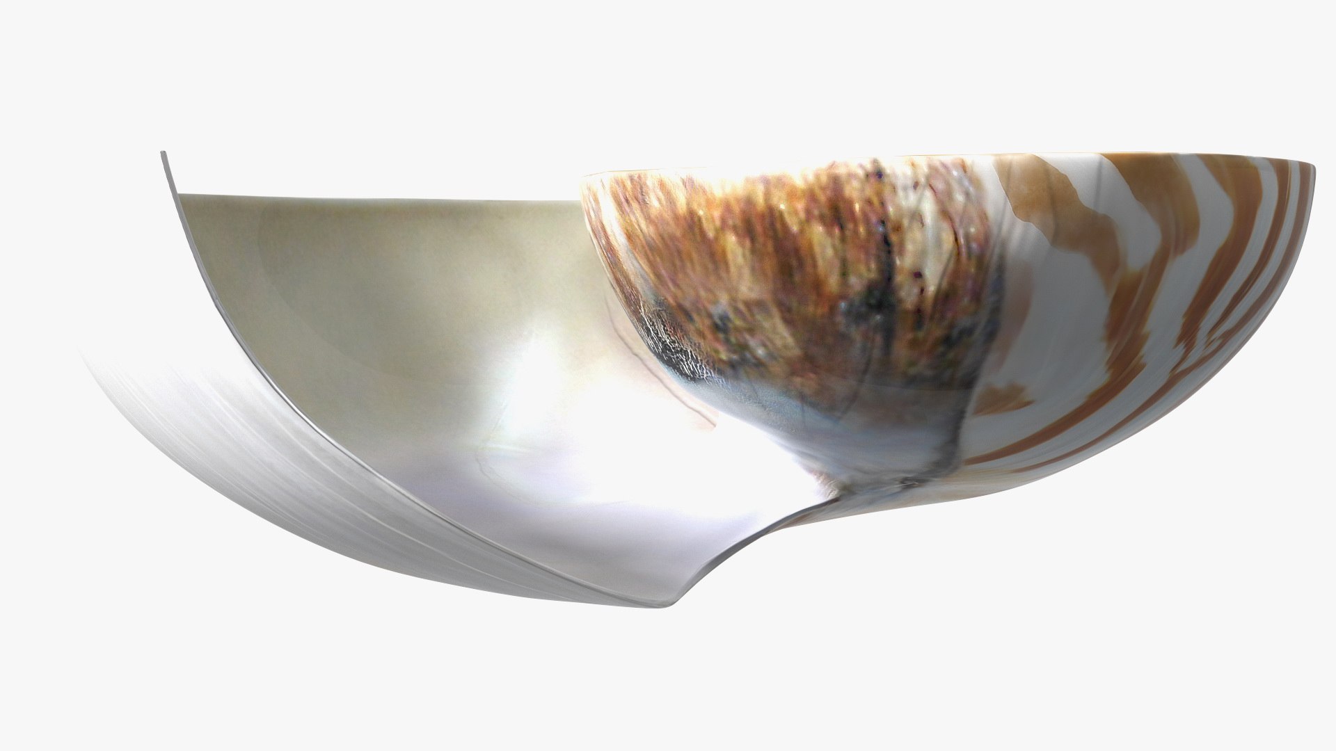 Nautilus Shell Slice model - TurboSquid 1872915