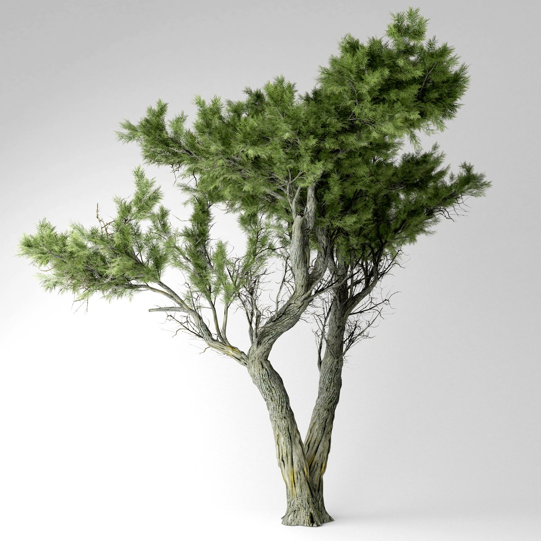 Monterey Cypress Tree 3D - TurboSquid 1521969
