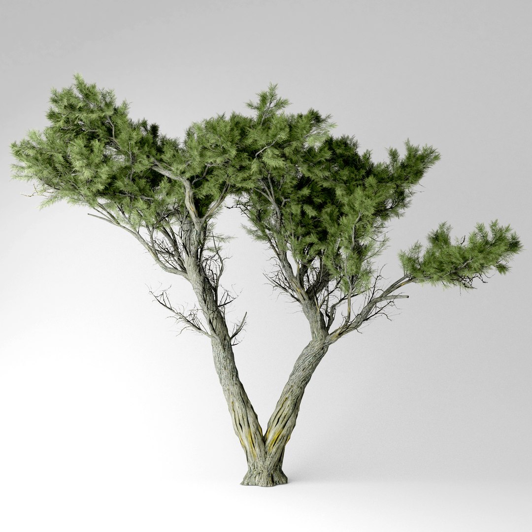 Monterey Cypress Tree 3D - TurboSquid 1521969