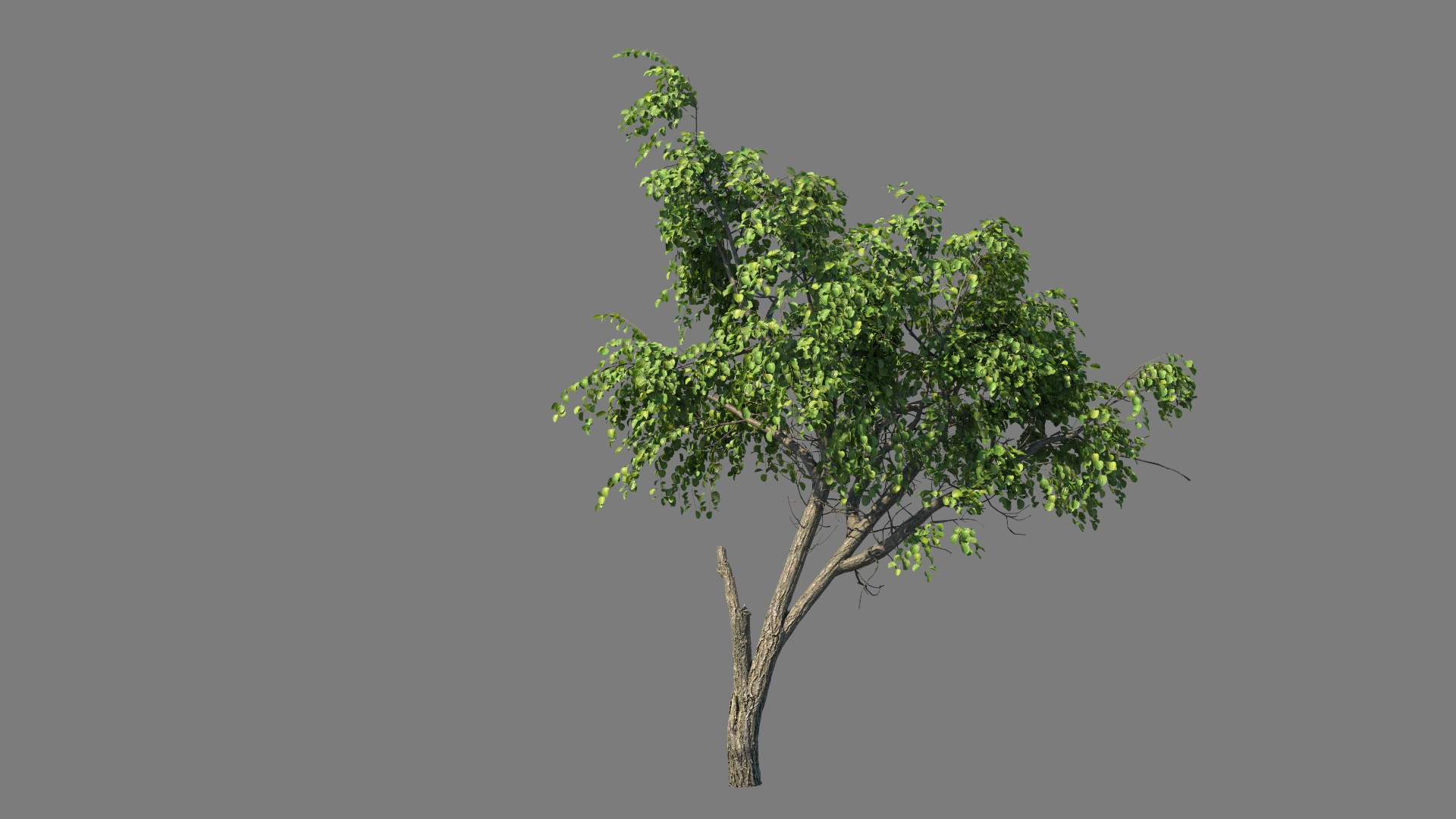 Scanned Apricot Tree 02 Model - TurboSquid 2117970