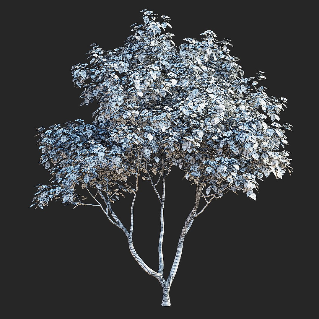 Cornus Kousa Tree 3D Model - TurboSquid 2245636