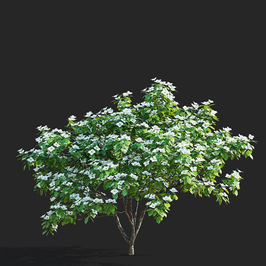 Cornus Kousa Tree 3D Model - TurboSquid 2245636