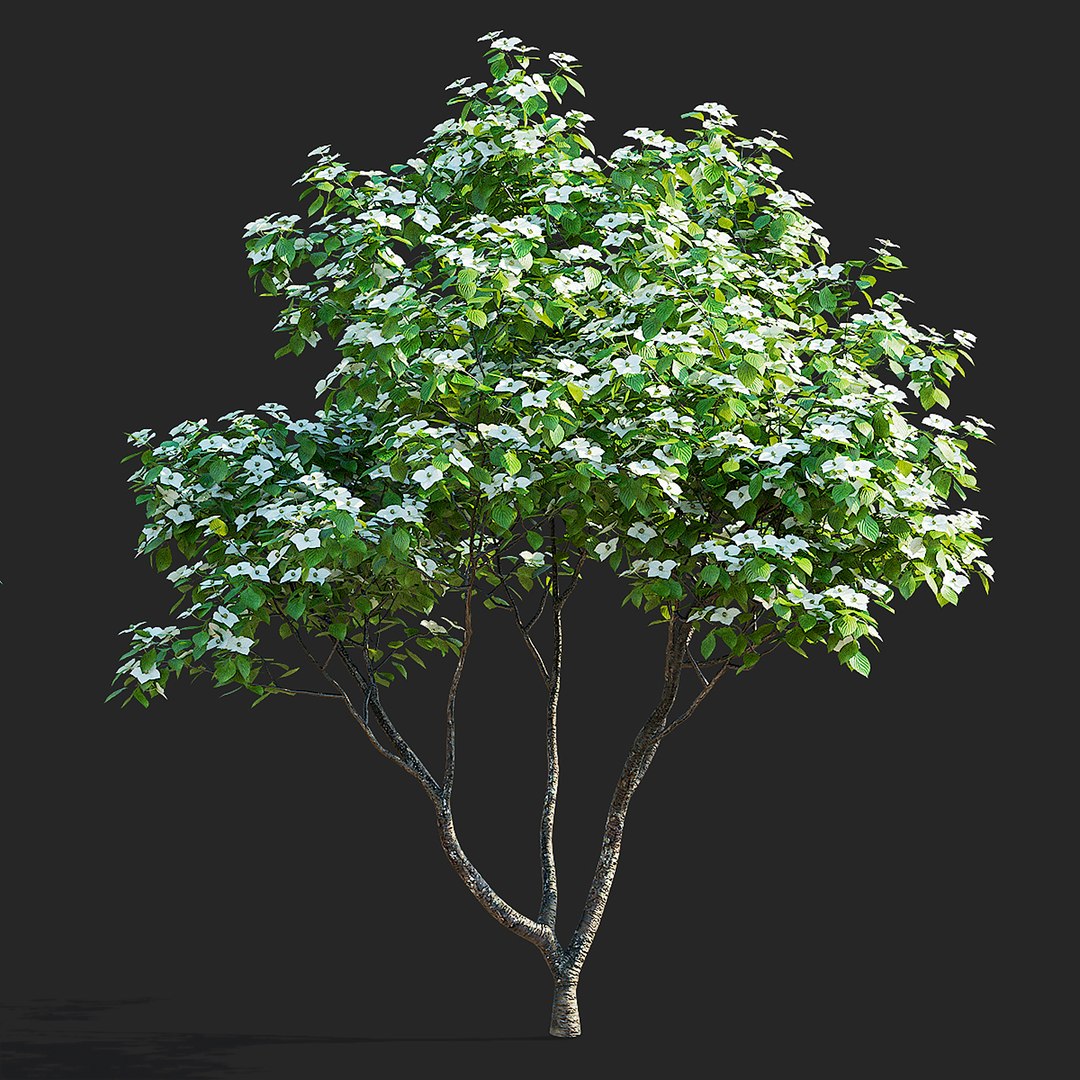 Cornus Kousa Tree 3D Model - TurboSquid 2245636