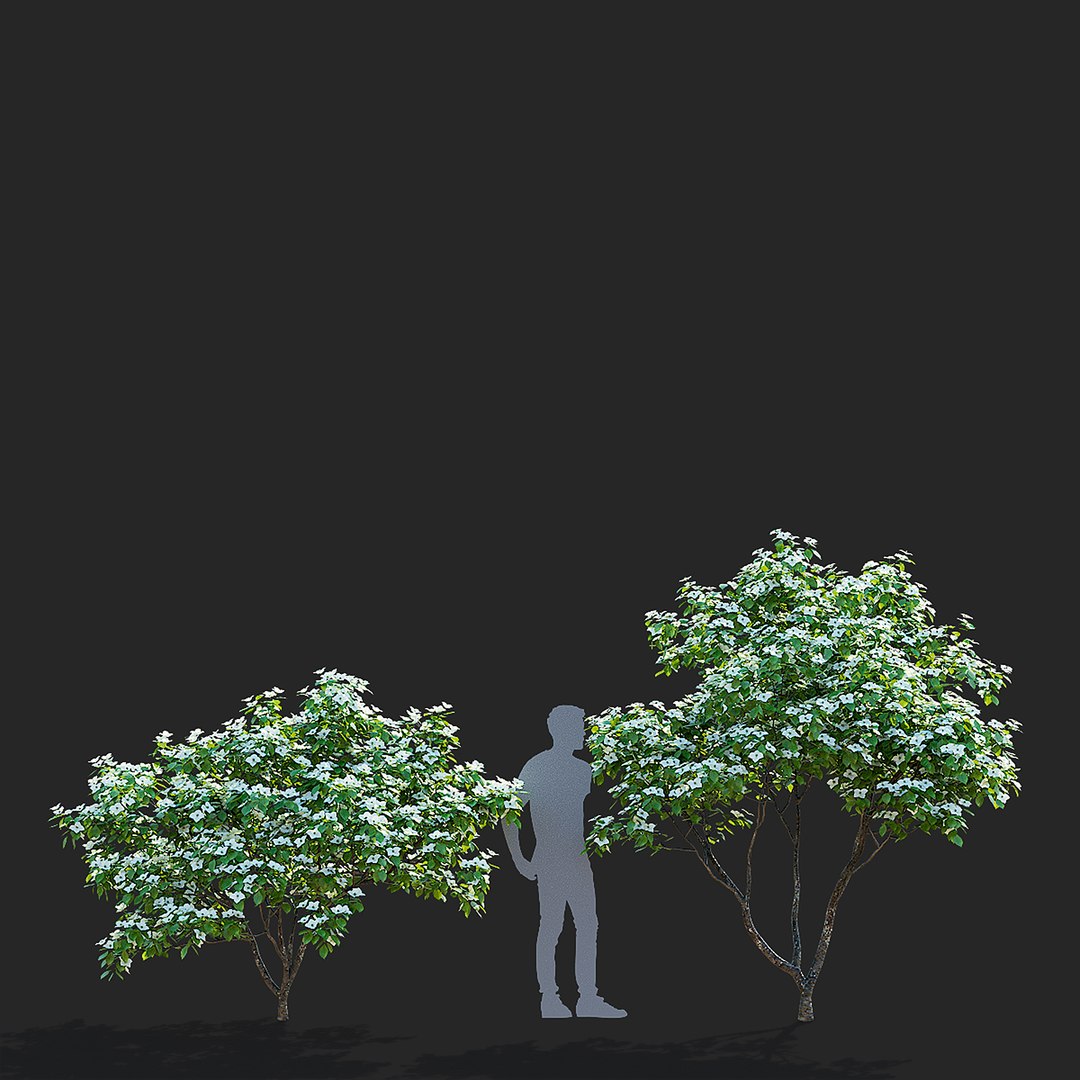 Cornus Kousa Tree 3D Model - TurboSquid 2245636