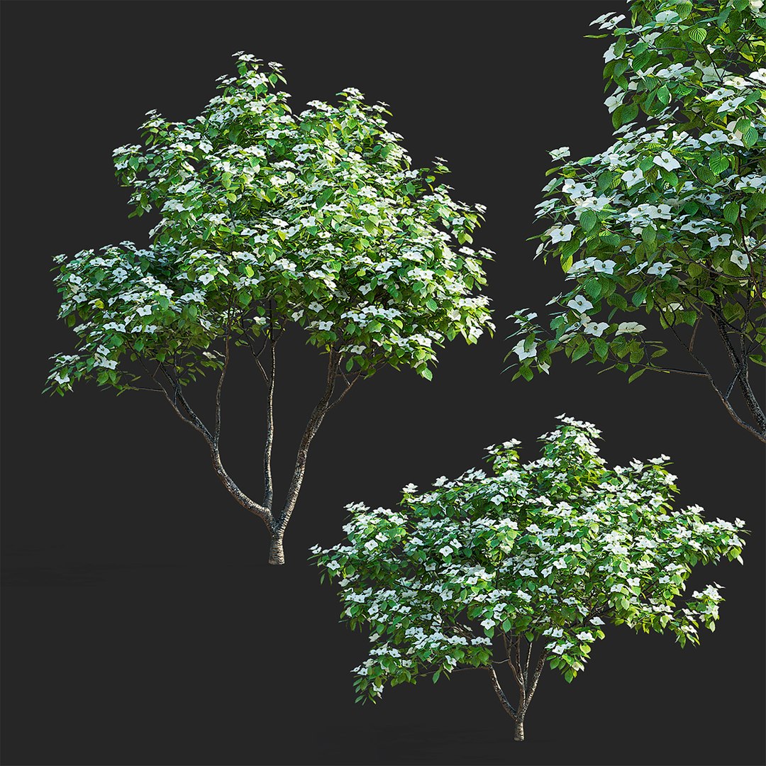 Cornus Kousa Tree 3D Model - TurboSquid 2245636