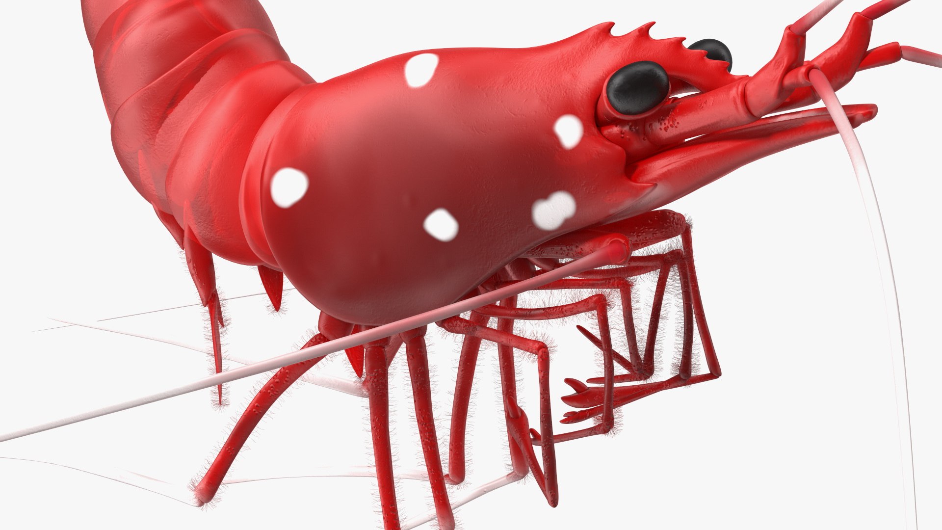 3D model Fire Shrimp Fur - TurboSquid 2049505
