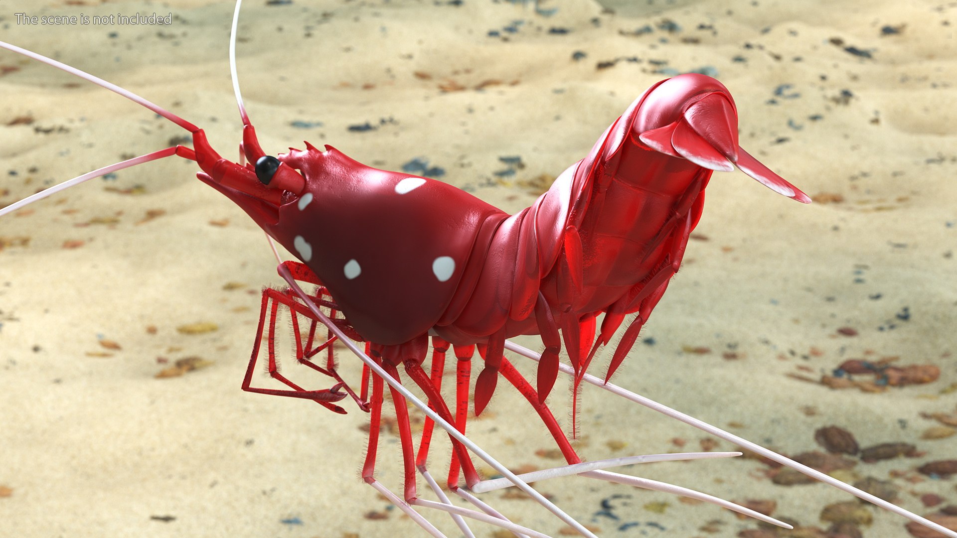 3D model Fire Shrimp Fur - TurboSquid 2049505